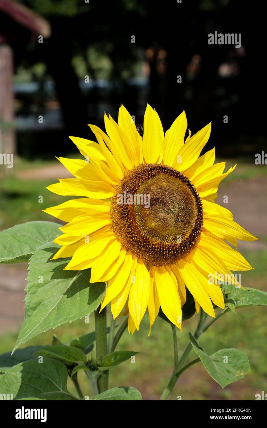 Portrait of a sunflower facing the sun Stock Photo - Alamy