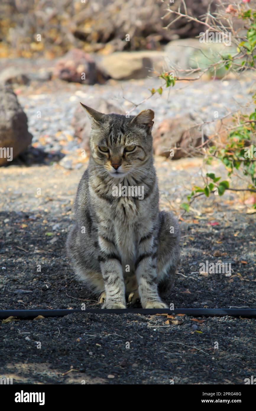 Grey tabby cat running hi-res stock photography and images - Alamy
