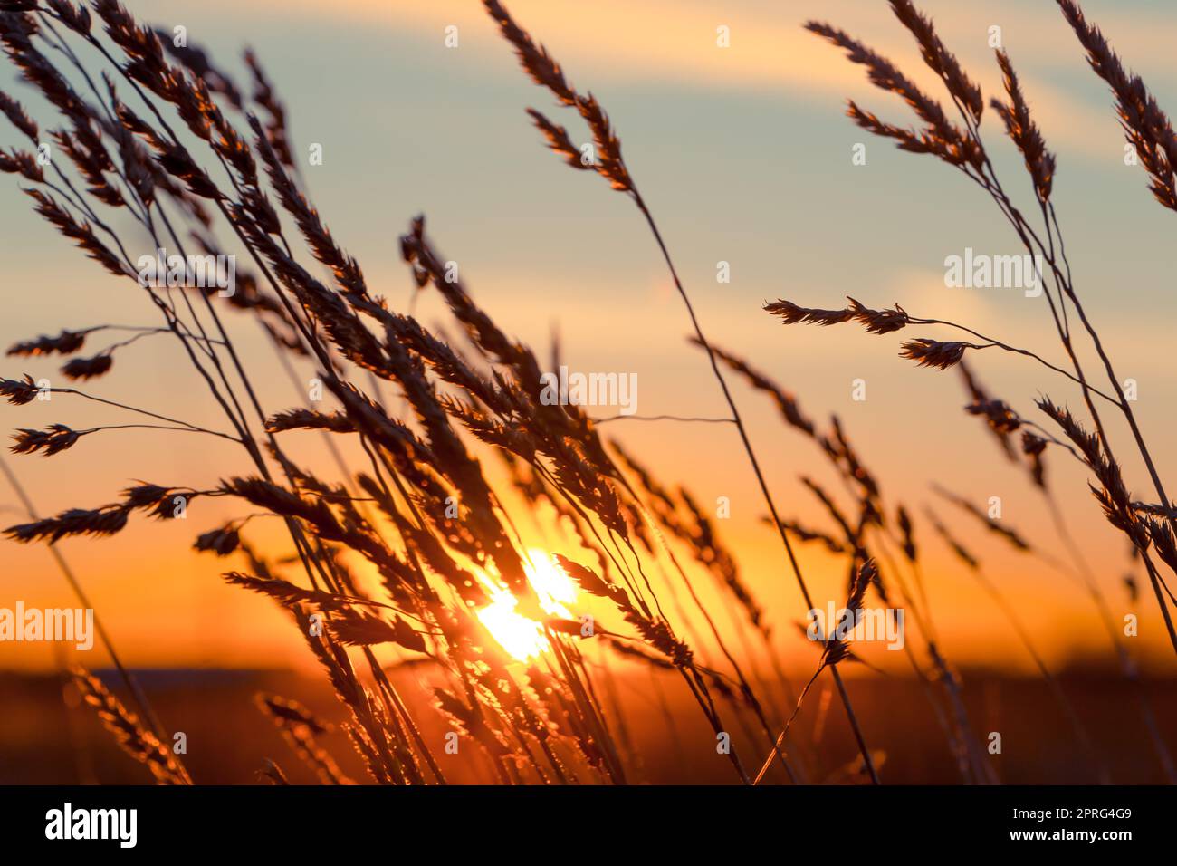 Grass and sunset hi-res stock photography and images - Alamy