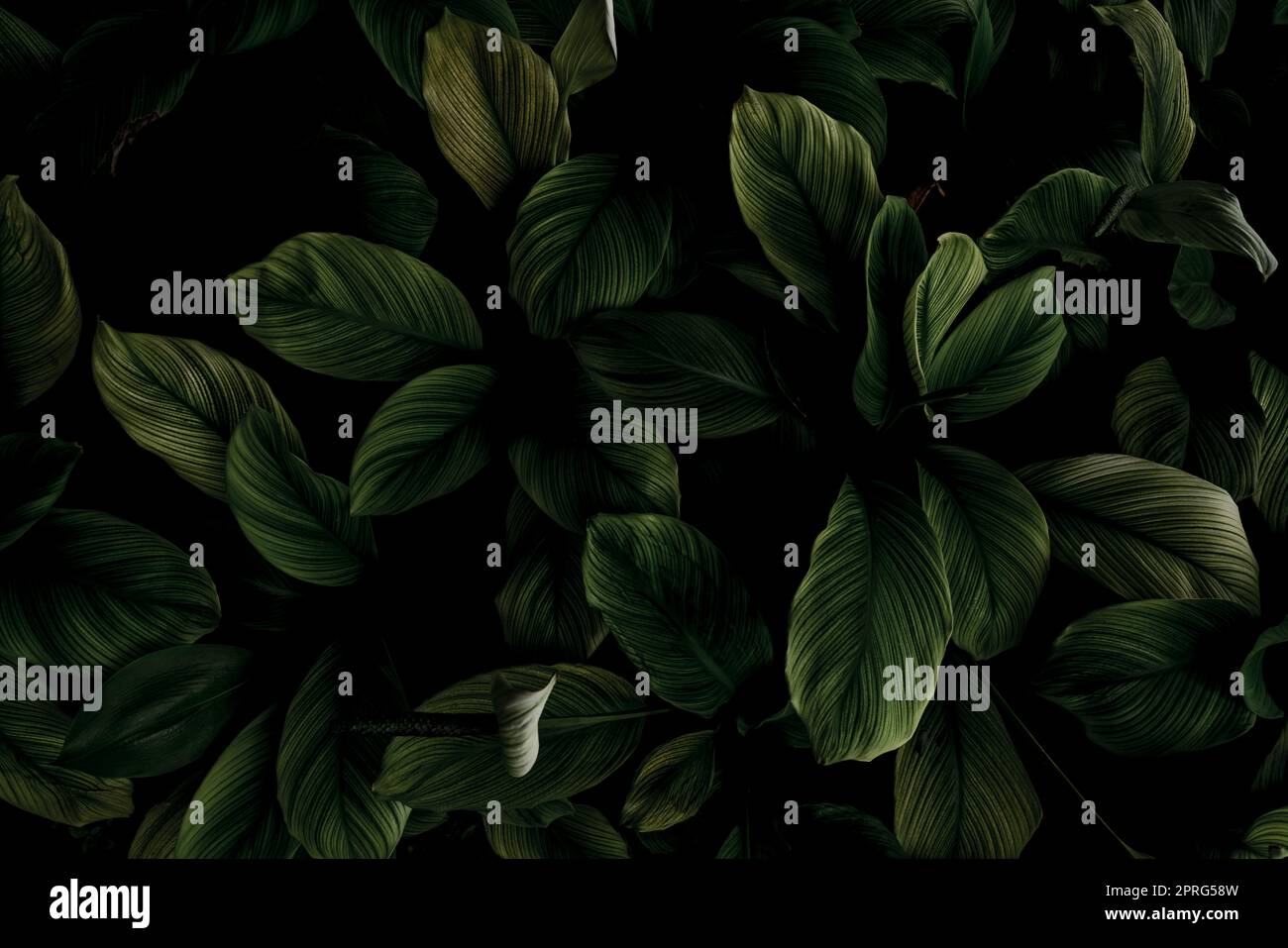 Closeup green leaves of tropical plant in garden. Dense dark green leaf ...