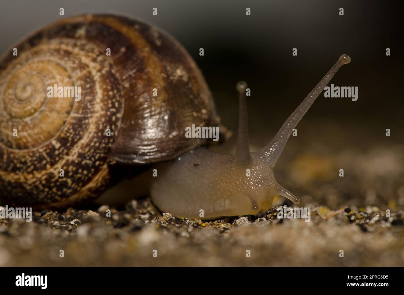 Milk snail Otala lactea Stock Photo - Alamy