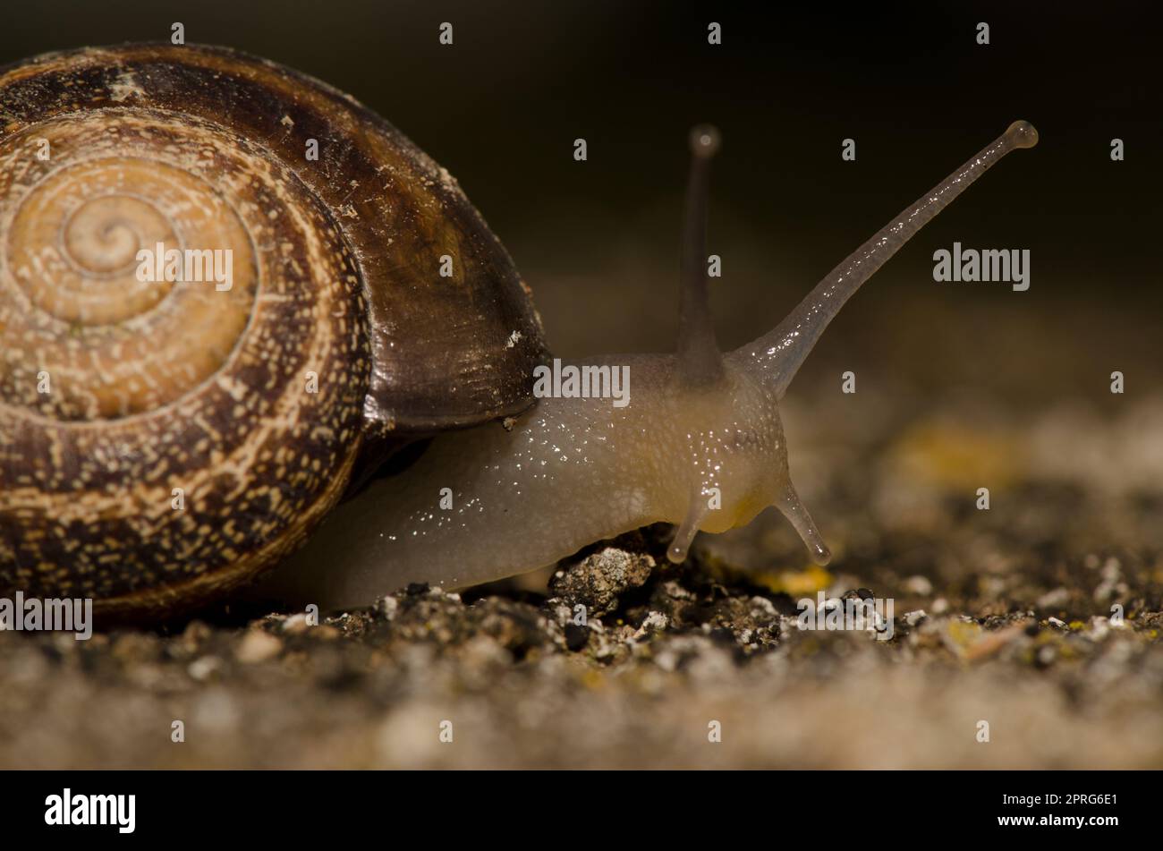 Spanish edible snail hi-res stock photography and images - Alamy