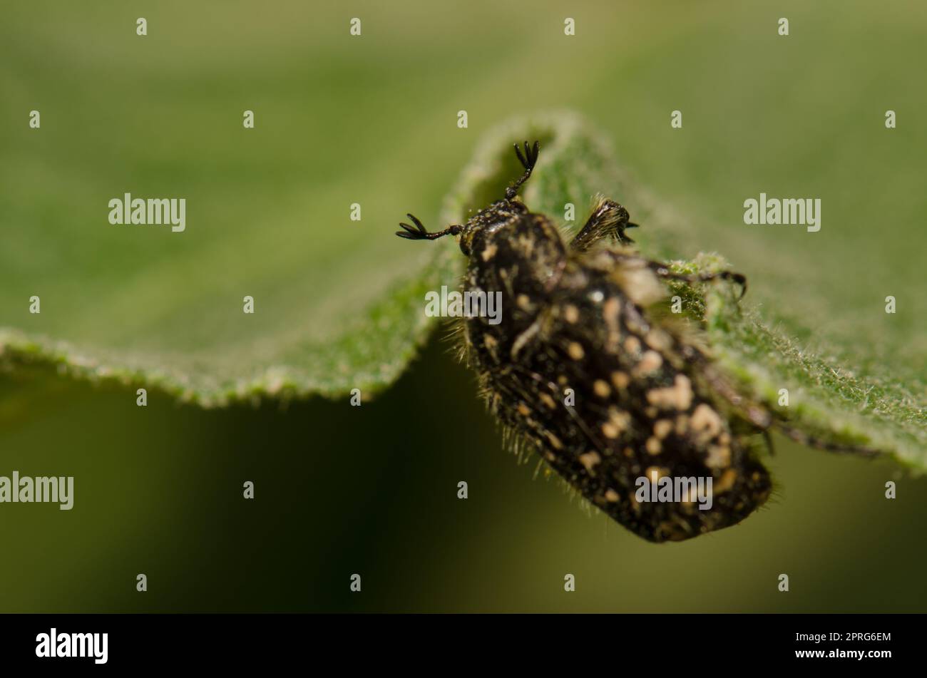 White spotted rose beetle Stock Photo - Alamy