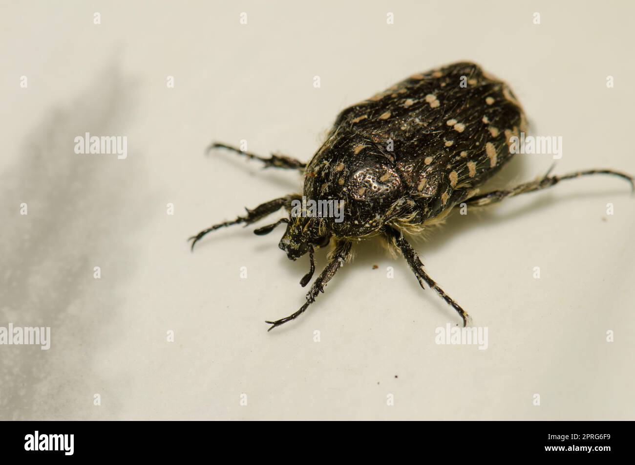 White spotted rose beetle Stock Photo - Alamy