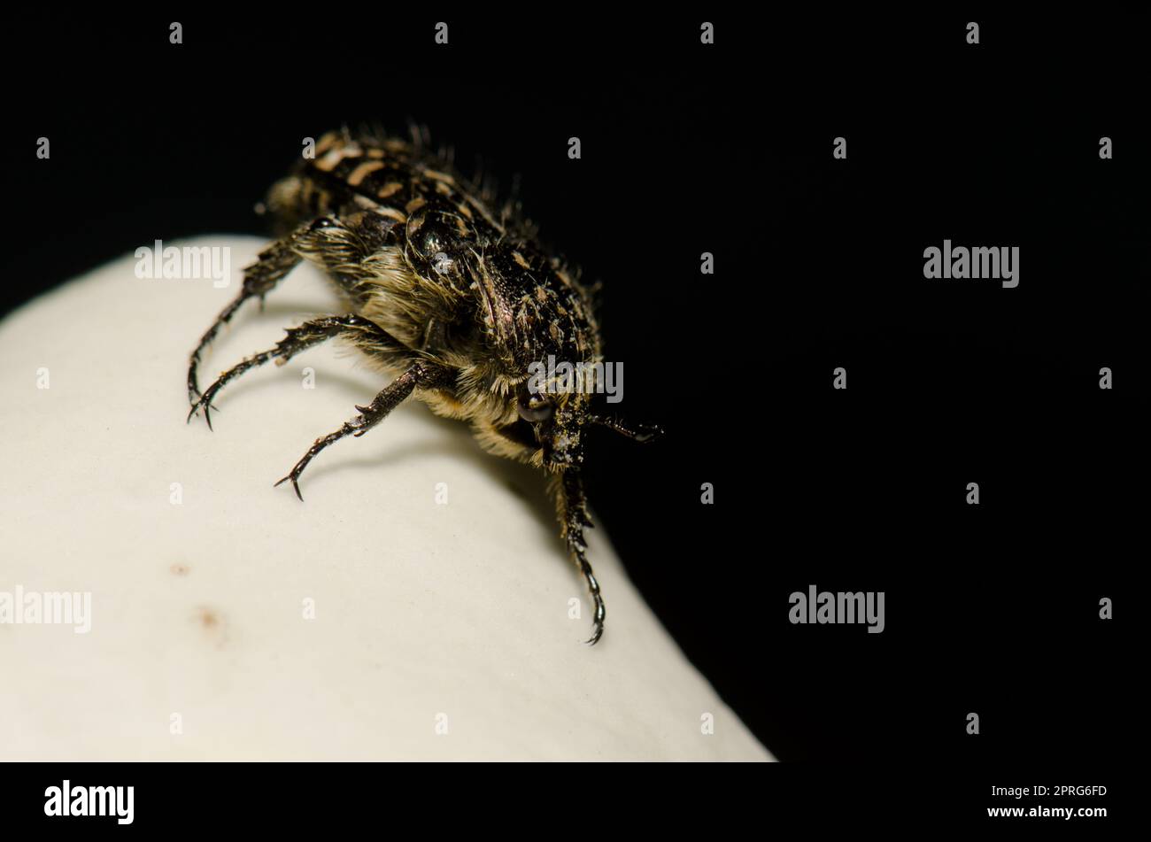 White spotted rose beetle Stock Photo - Alamy