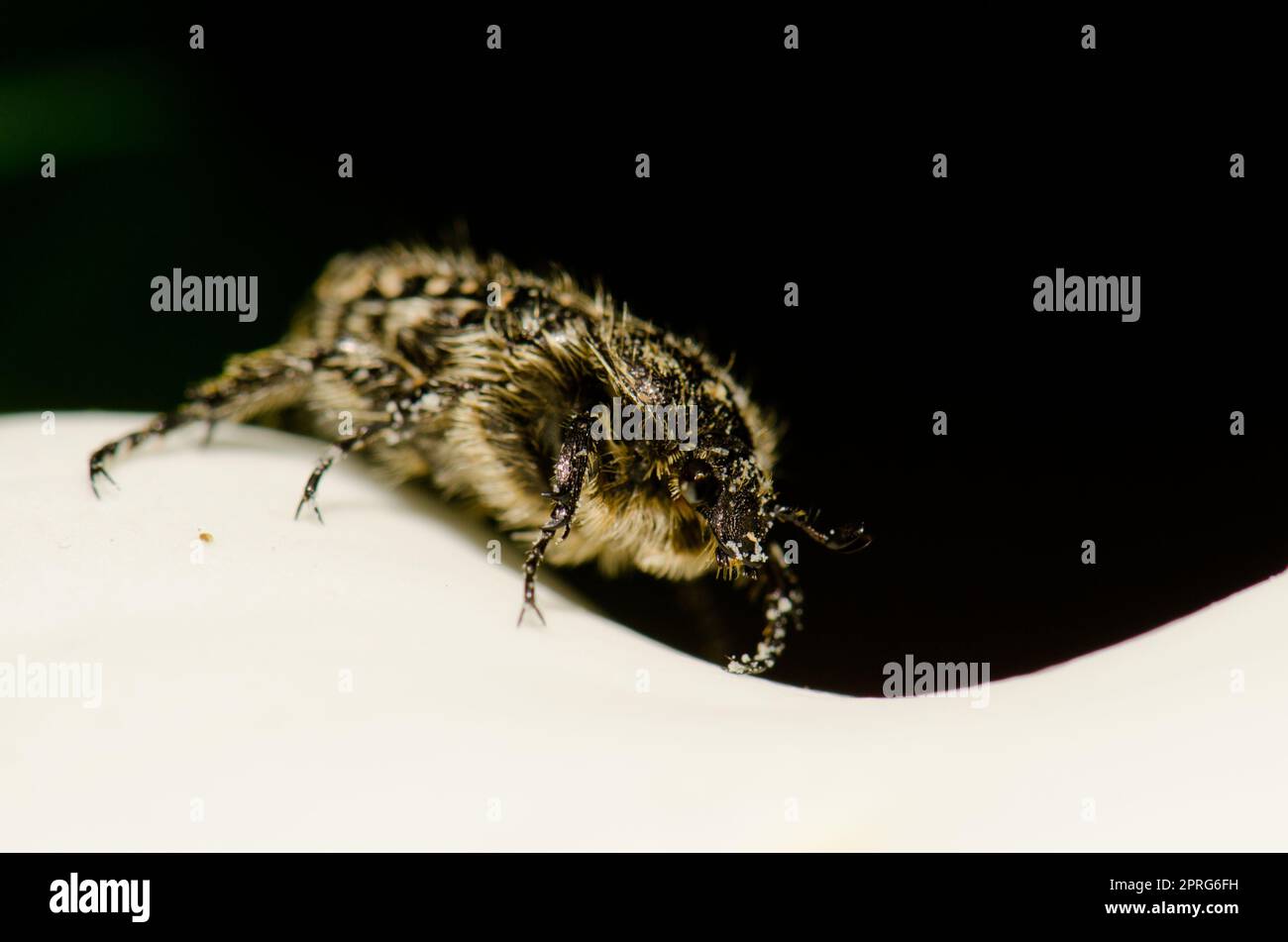 White spotted rose beetle Stock Photo - Alamy