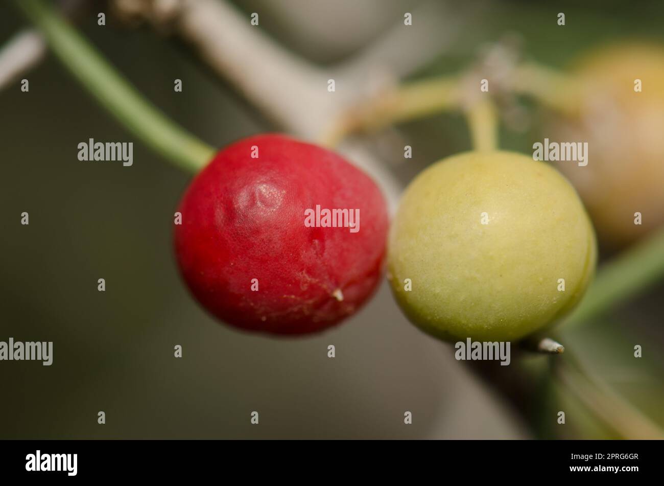 Fruits of the shrub Asparagus pastorianus Stock Photo - Alamy
