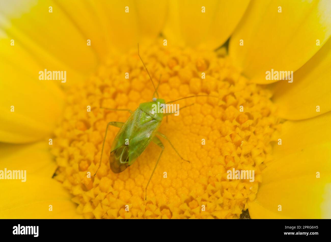 Lucerne bugs hi-res stock photography and images - Alamy
