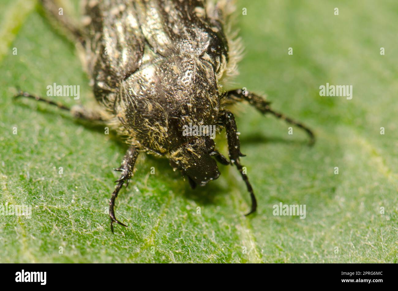 White spotted rose beetle Stock Photo - Alamy