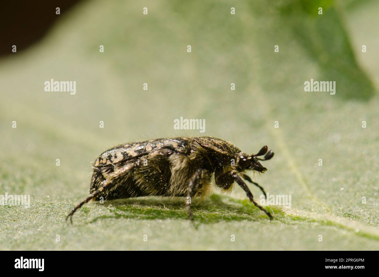 White spotted rose beetle Stock Photo - Alamy