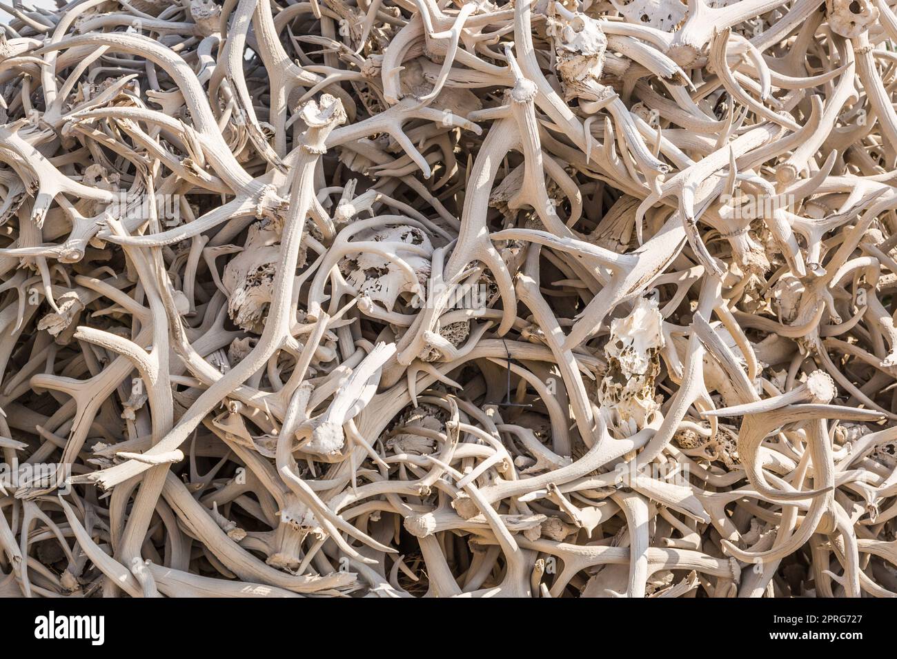 Pile of antlers hi-res stock photography and images - Alamy