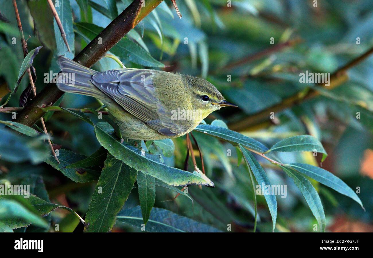 Zilpzalp, Common chiffchaff, during the migration southwards. Here ...