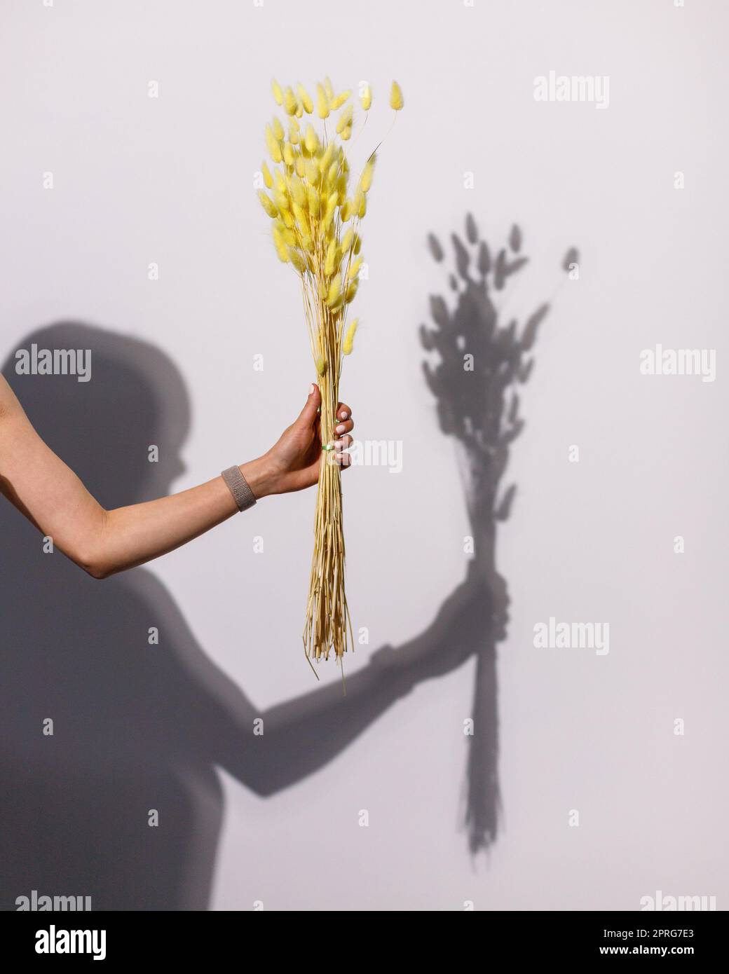 Bunch of natural yellow lagurus in female hand on white background ...