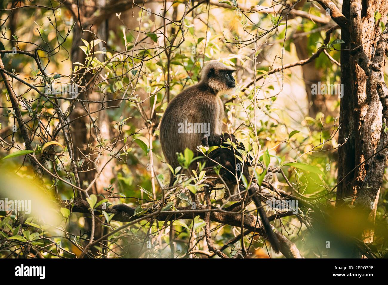 Goa, India. Funny Gray Langur Monkey With Newborn Sitting On Of Tree ...