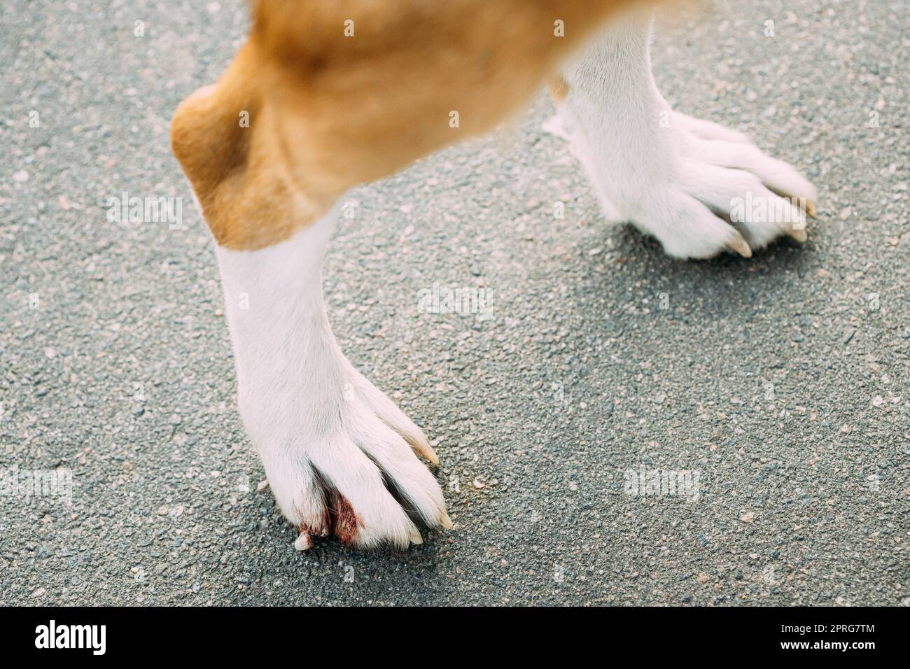 Paws detail hi-res stock photography and images - Alamy