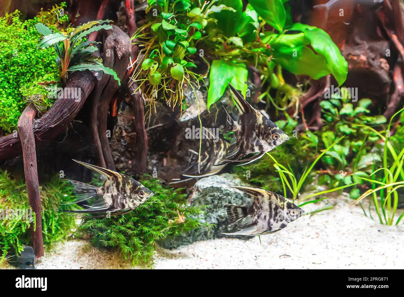 Underwater landscape nature forest style aquarium tank with a variety ...