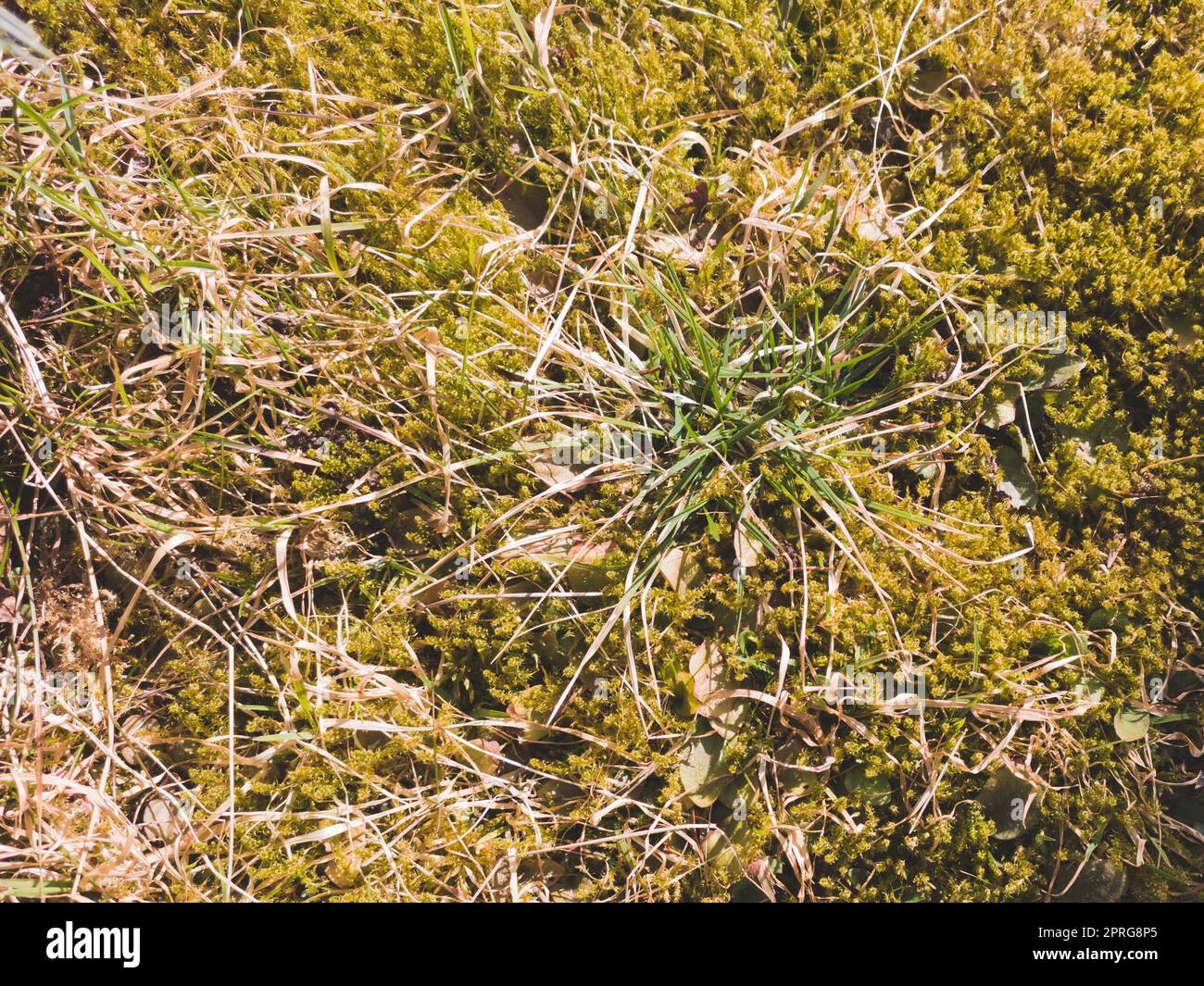 Green grass with moss background Stock Photo - Alamy