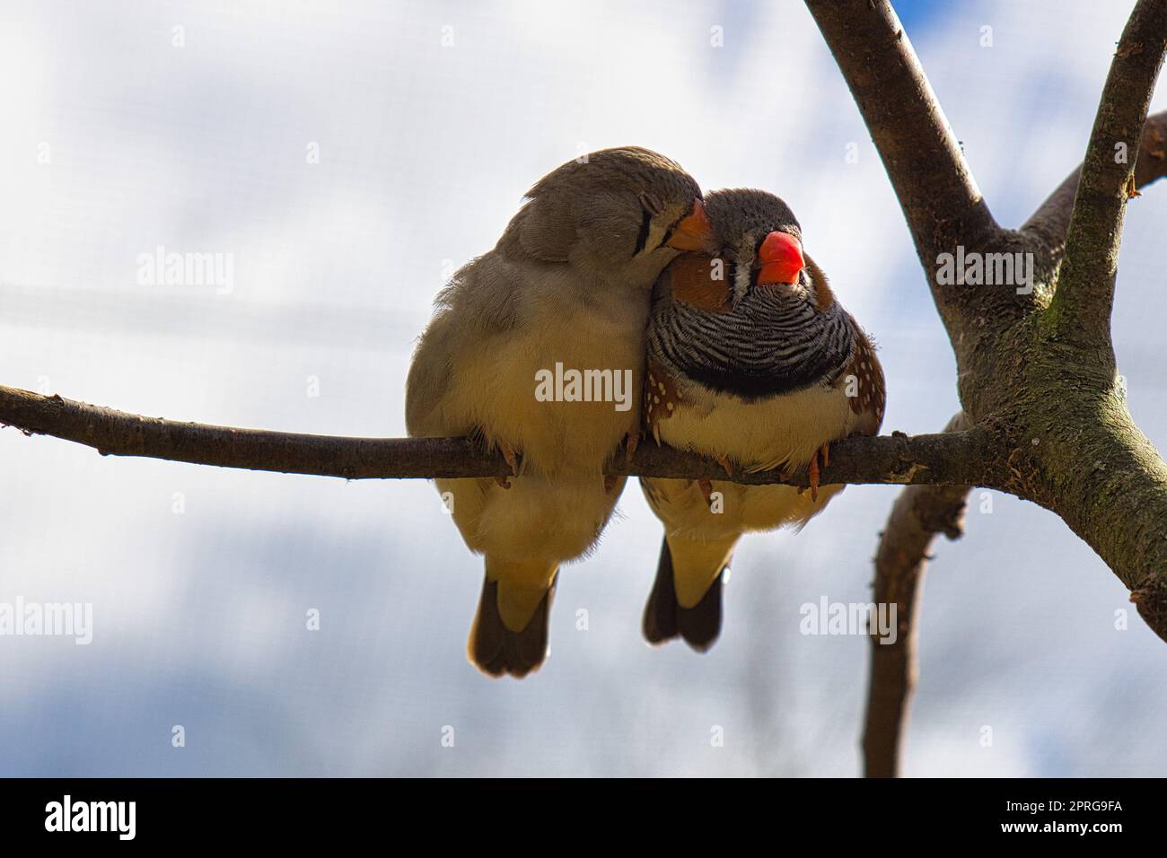 zebra finch couple in love on a branch cuddling. romantic and cute ...