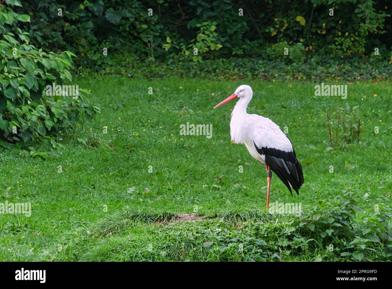 storks on a grass meadow. elegant in black and white plumage. this ...