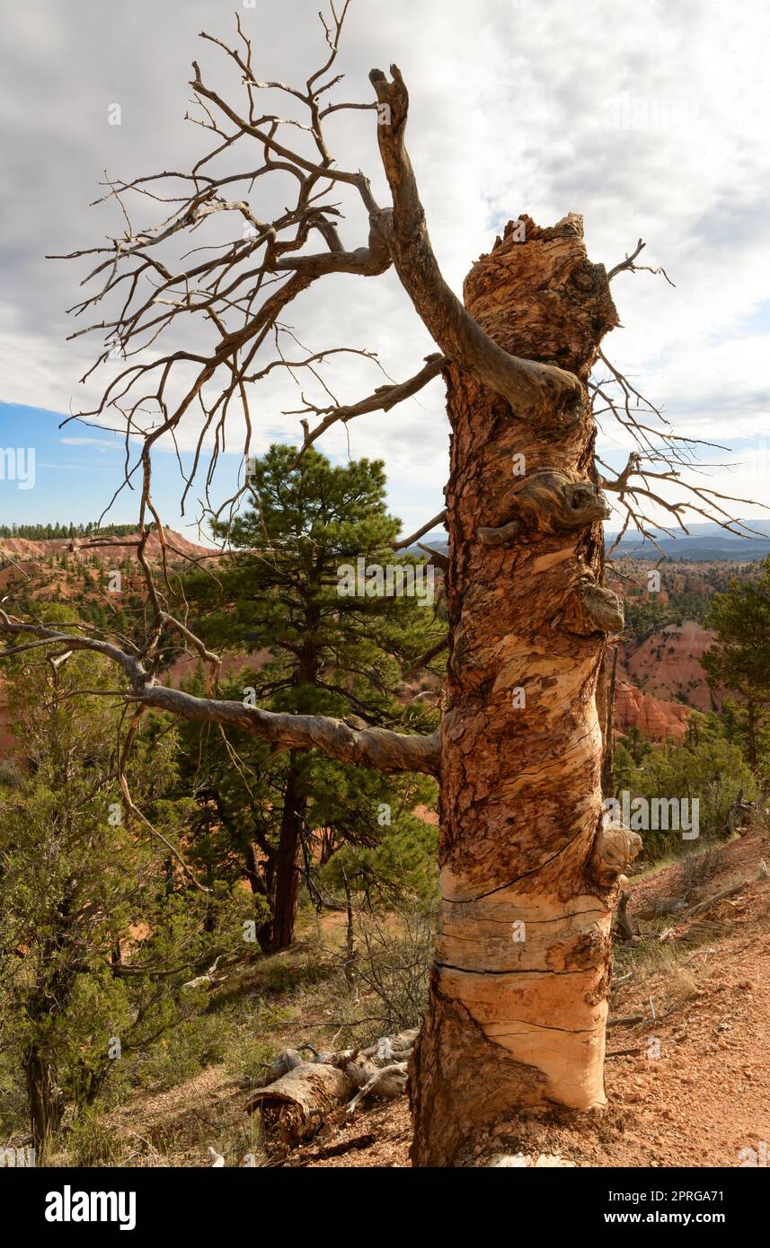 Wind blown tree hi-res stock photography and images - Alamy