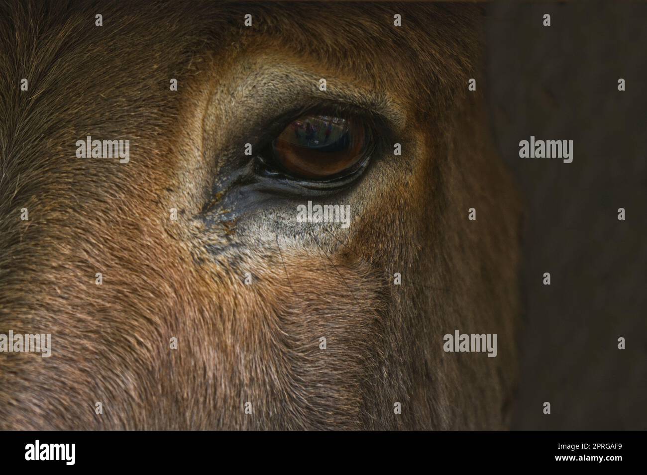 Close up of the eye of a donkey with reflection of children playing ...