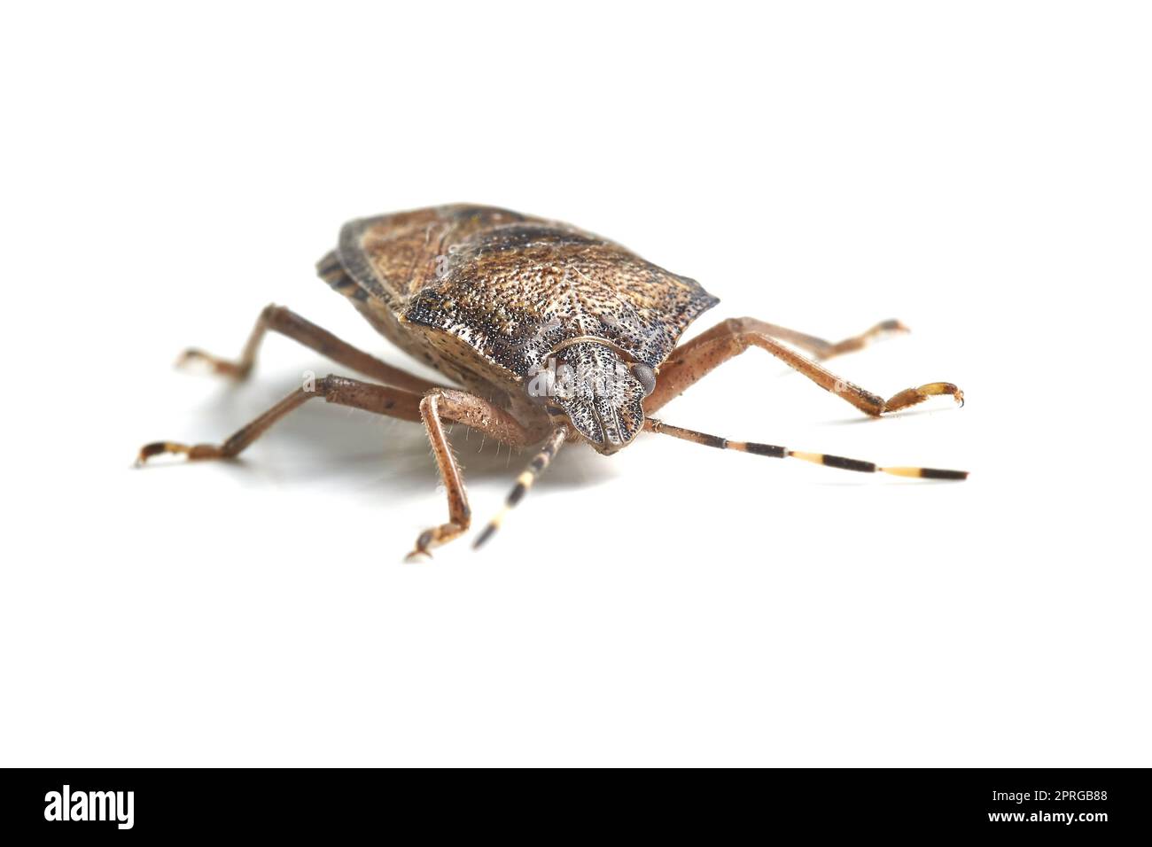Stink bug on white background Stock Photo - Alamy