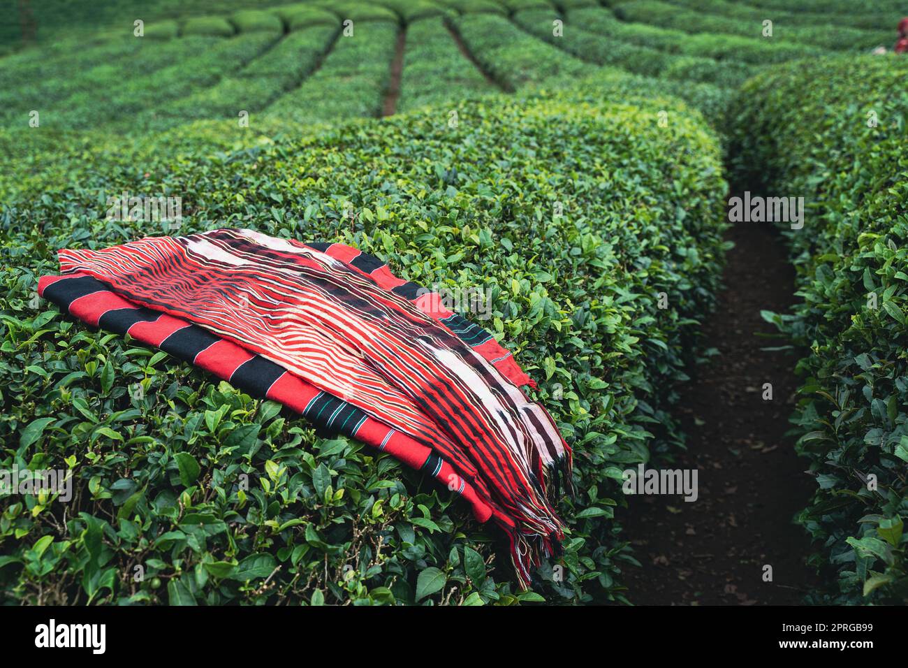 side view closeup of traditional harvesting red fabric clothes on rows ...