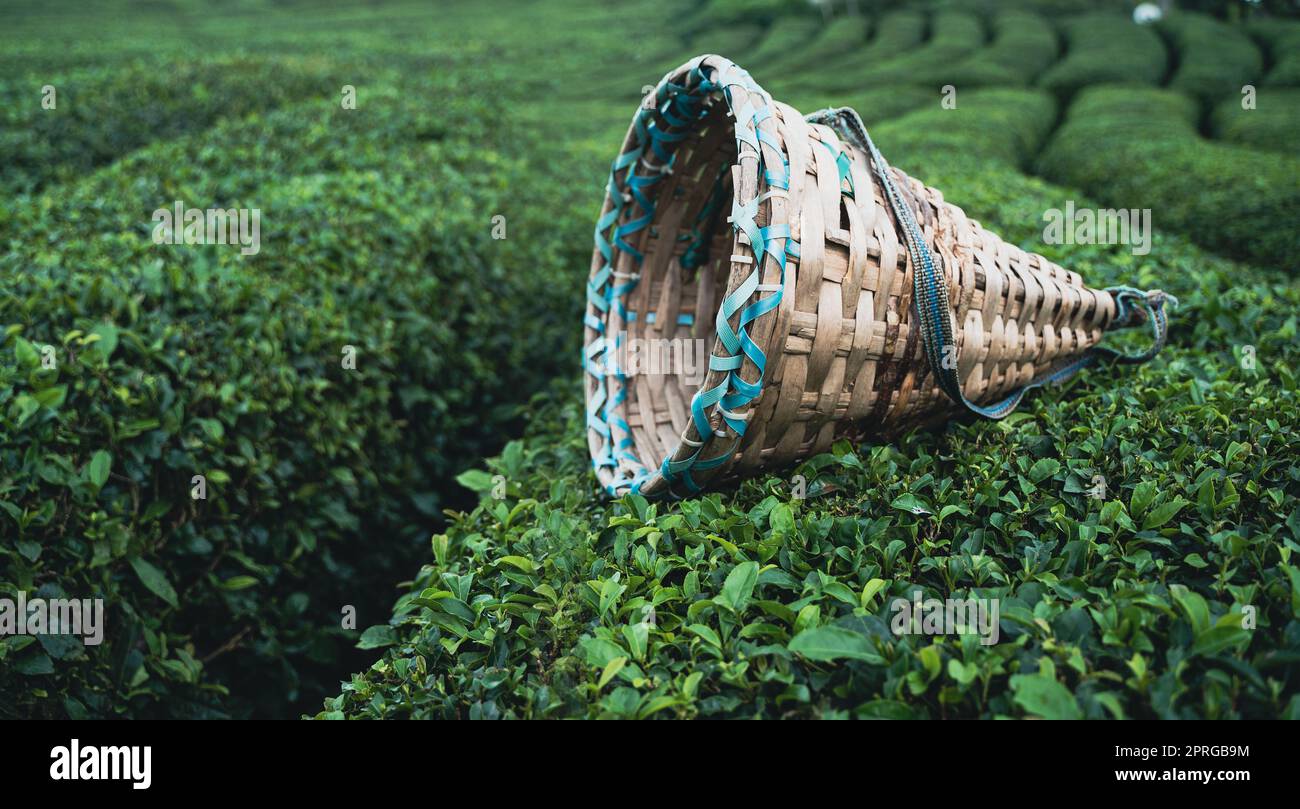 side view closeup of traditional harvesting wicker conical basket on ...