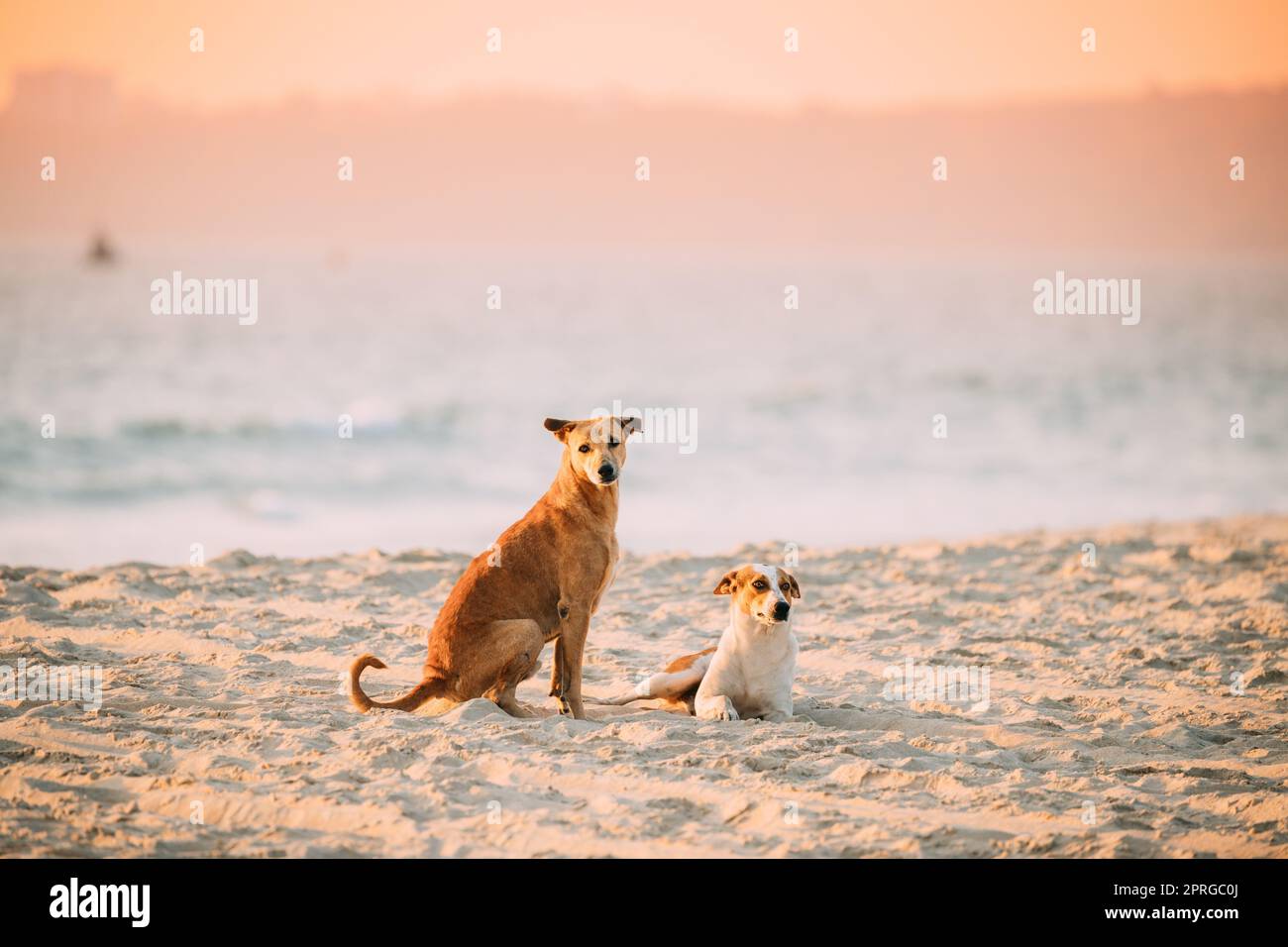 Two Homeless Mixed Breed Dogs Resting Outdoor In Sandy Beach Near Sea ...