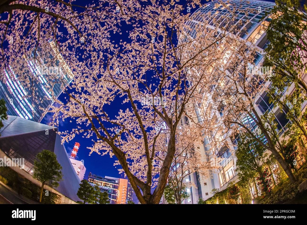 Of Akasaka, Minato-ku, Tokyo cherry blossoms and city Stock Photo - Alamy