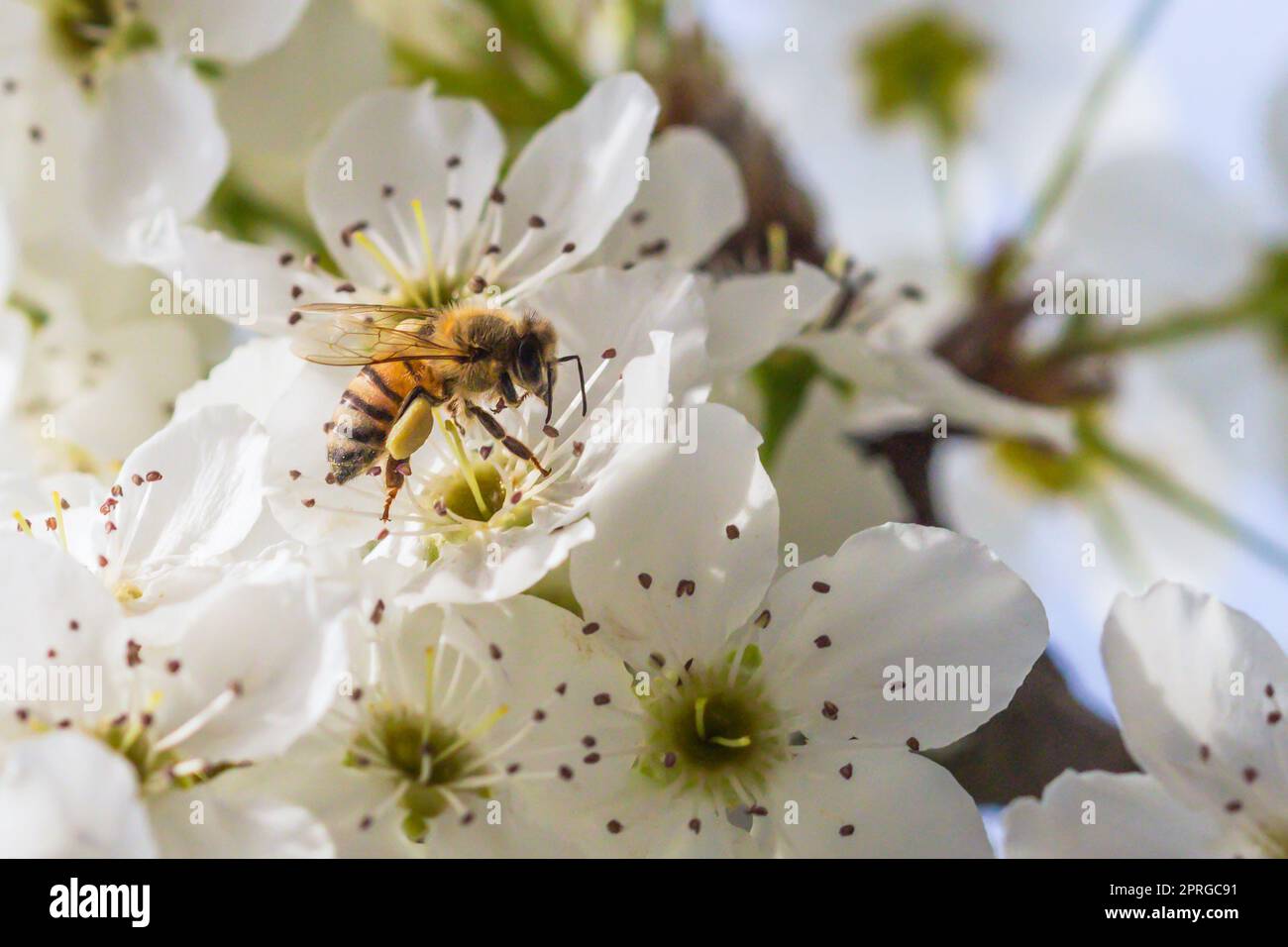 Honeybee harvesting pollen from hi-res stock photography and images - Alamy