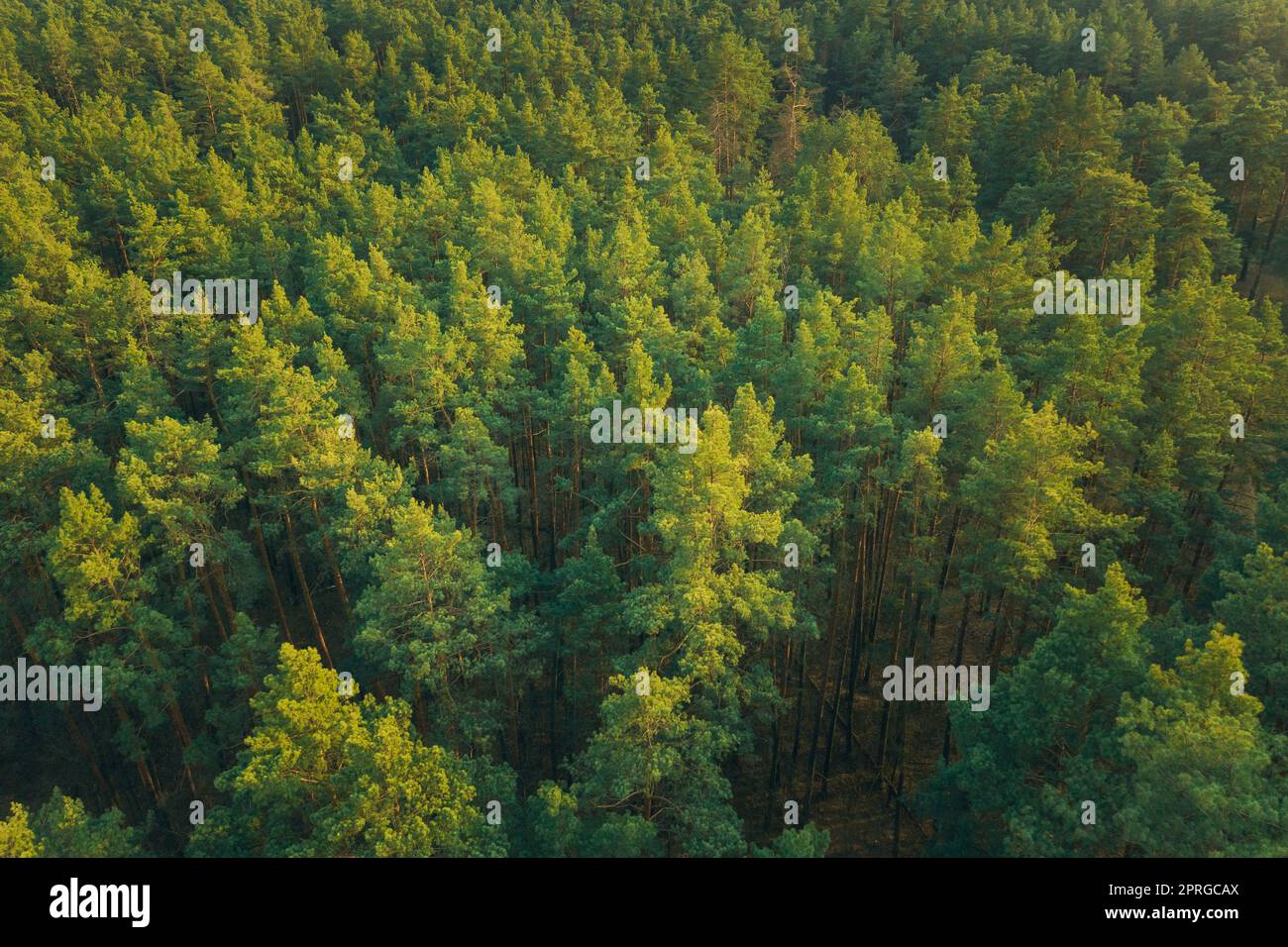 Aerial View Of Green Pine Coniferous Forest In Landscape In Spring. Top ...
