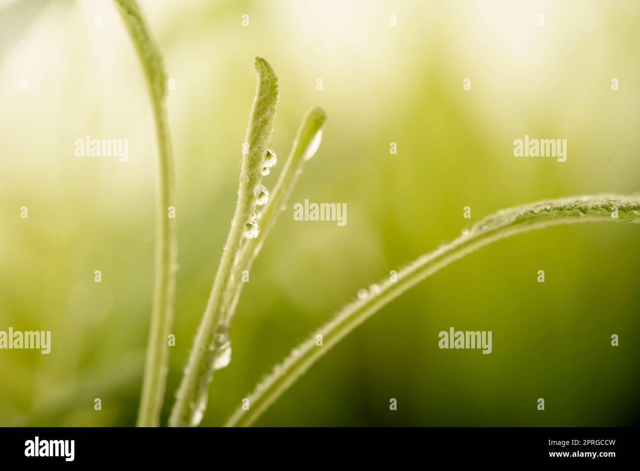 Green leaf plant dew hi-res stock photography and images - Alamy