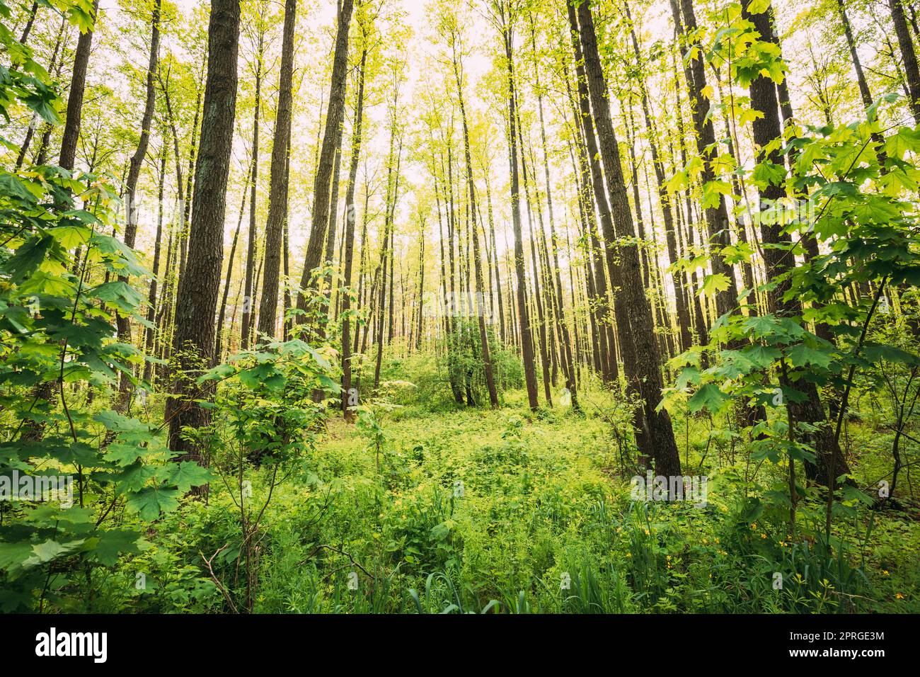 Lush deciduous forest hi-res stock photography and images - Alamy
