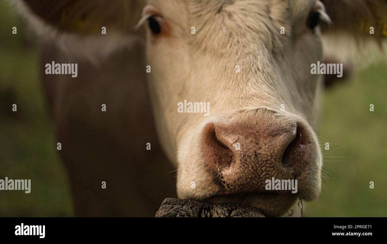 relaxed cow leaning on a fence post Stock Photo - Alamy