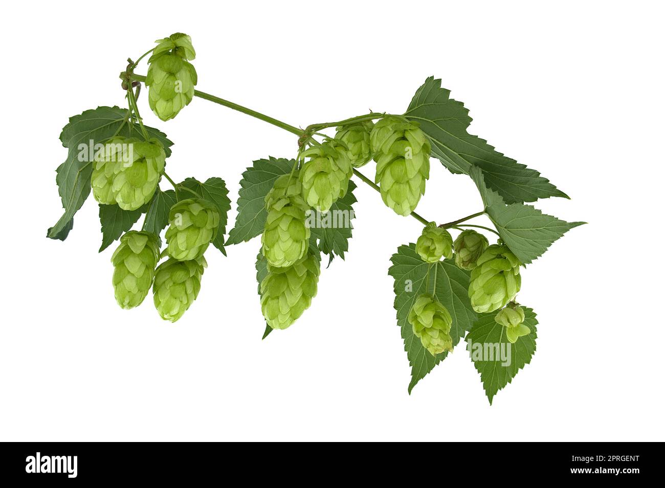Common Hop plant (Humulus lupulus Stock Photo - Alamy