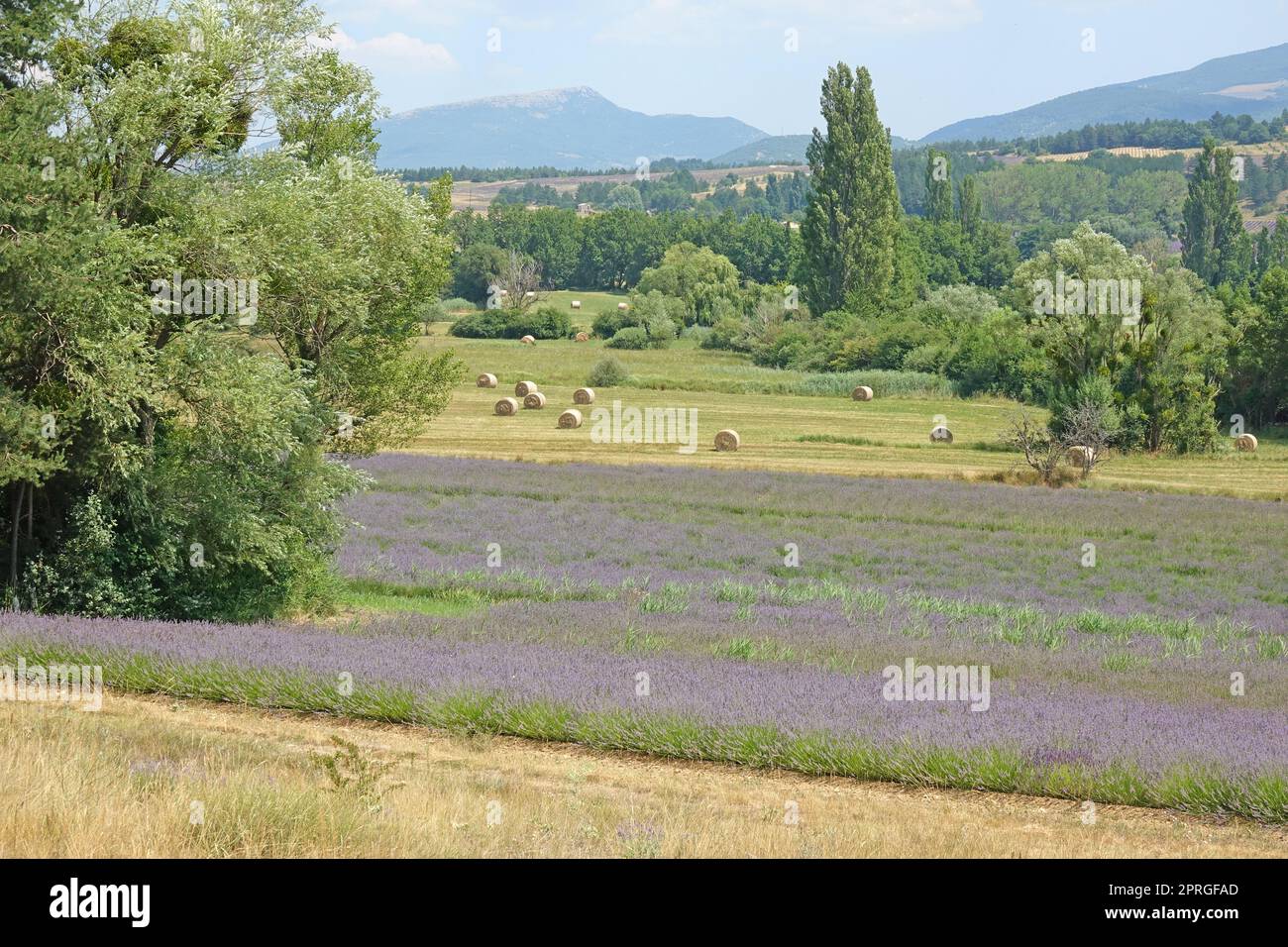 Plateau de Sault, Provence Stock Photo - Alamy