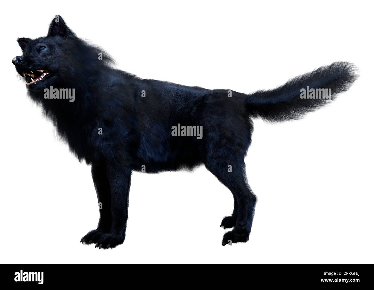 3D rendering of a black wolf isolated on white background Stock Photo ...