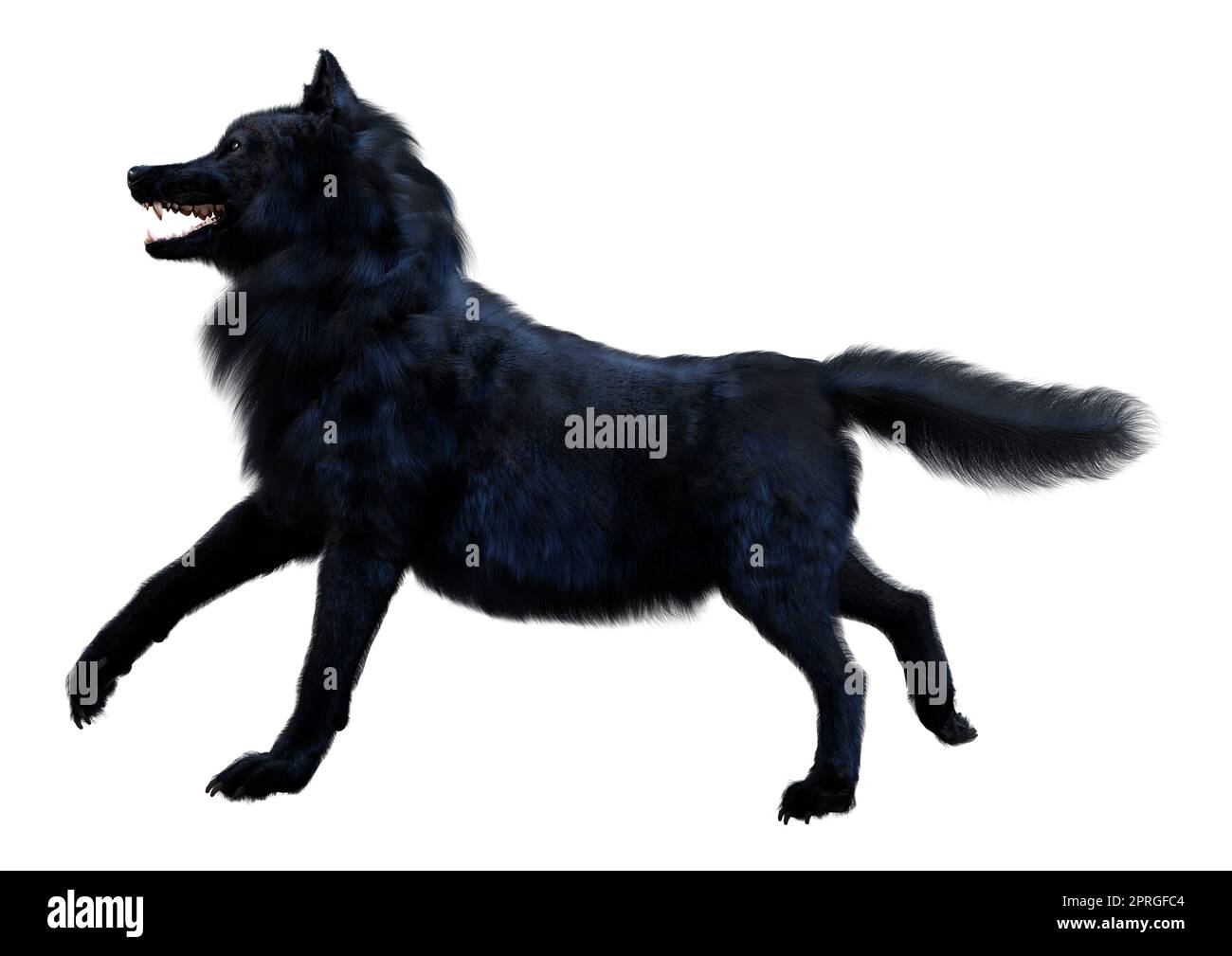3D rendering of a black wolf isolated on white background Stock Photo ...