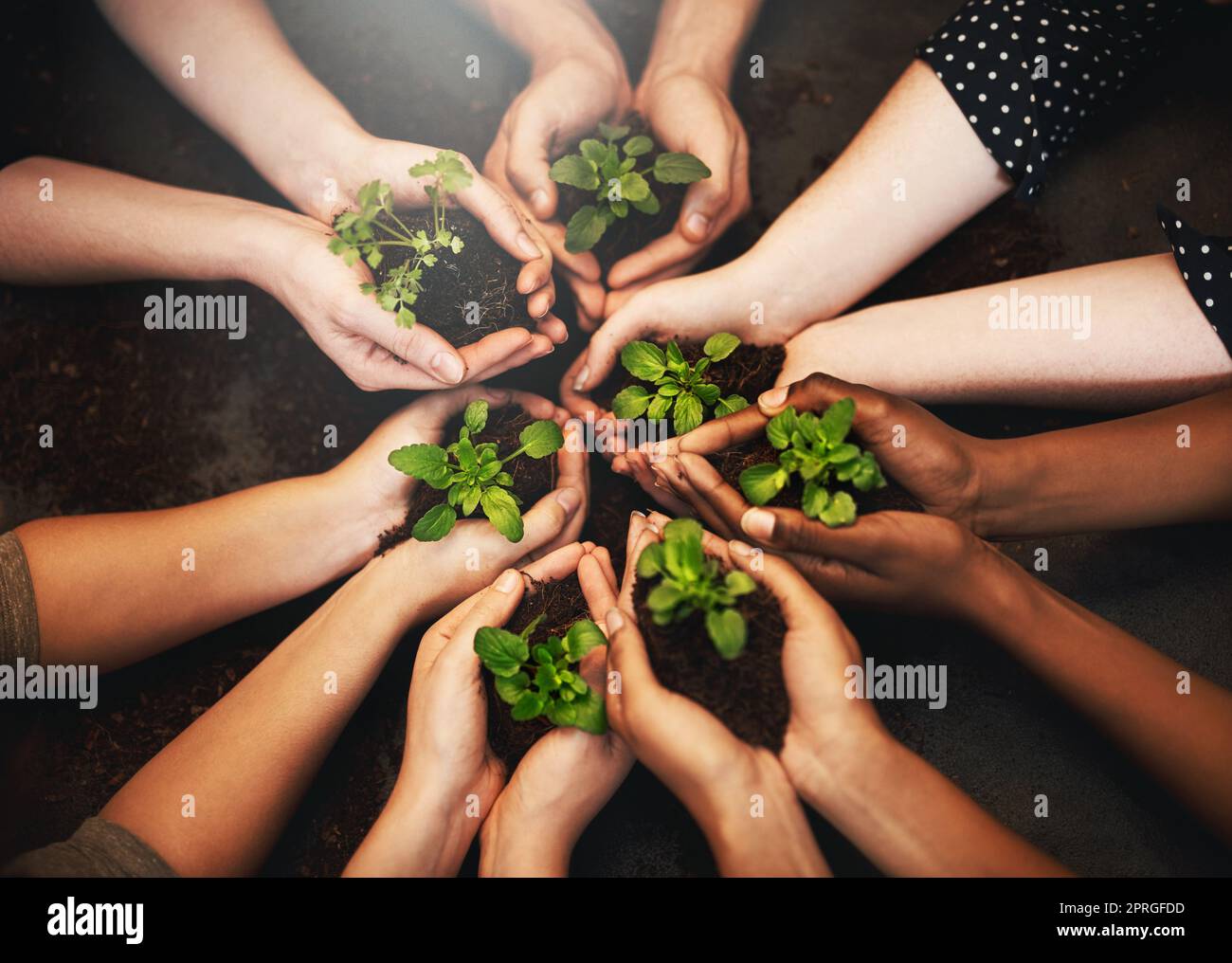Person holding a leaf hi-res stock photography and images - Alamy