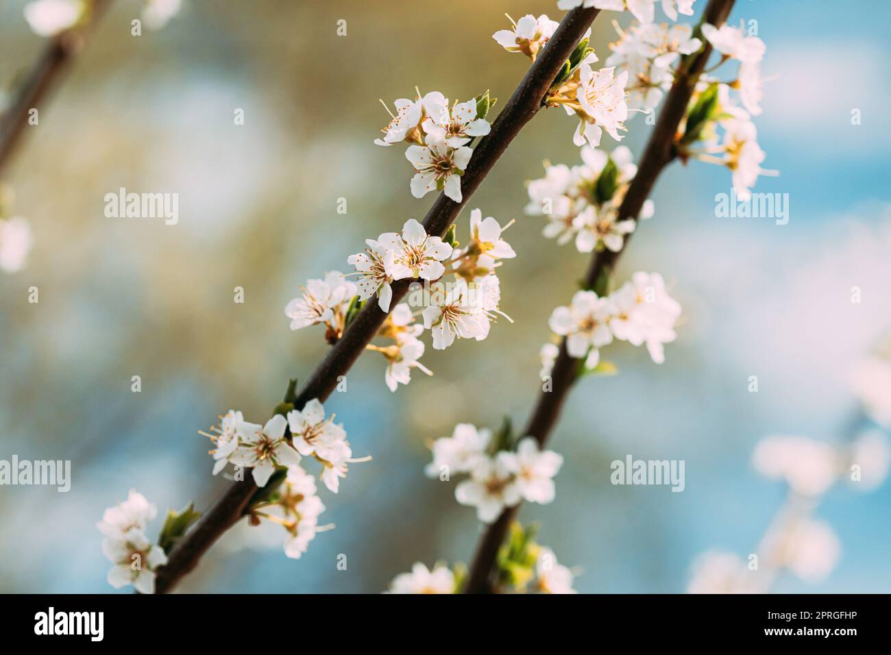 White Young Spring Flowers Of Prunus subg. Cerasus Growing In Branch Of ...