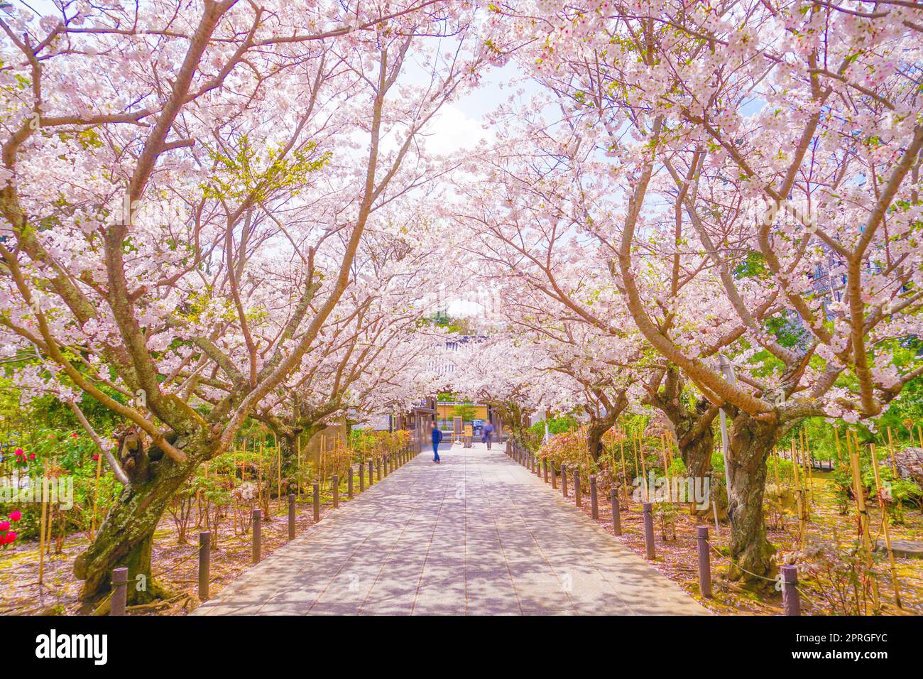 Tunnel of pink blossom hi-res stock photography and images - Alamy