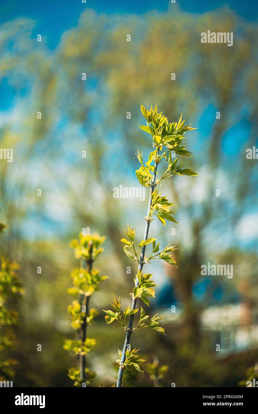 Young Spring Green Leaf Leaves Growing In Branches Of Forest Bush Plant ...