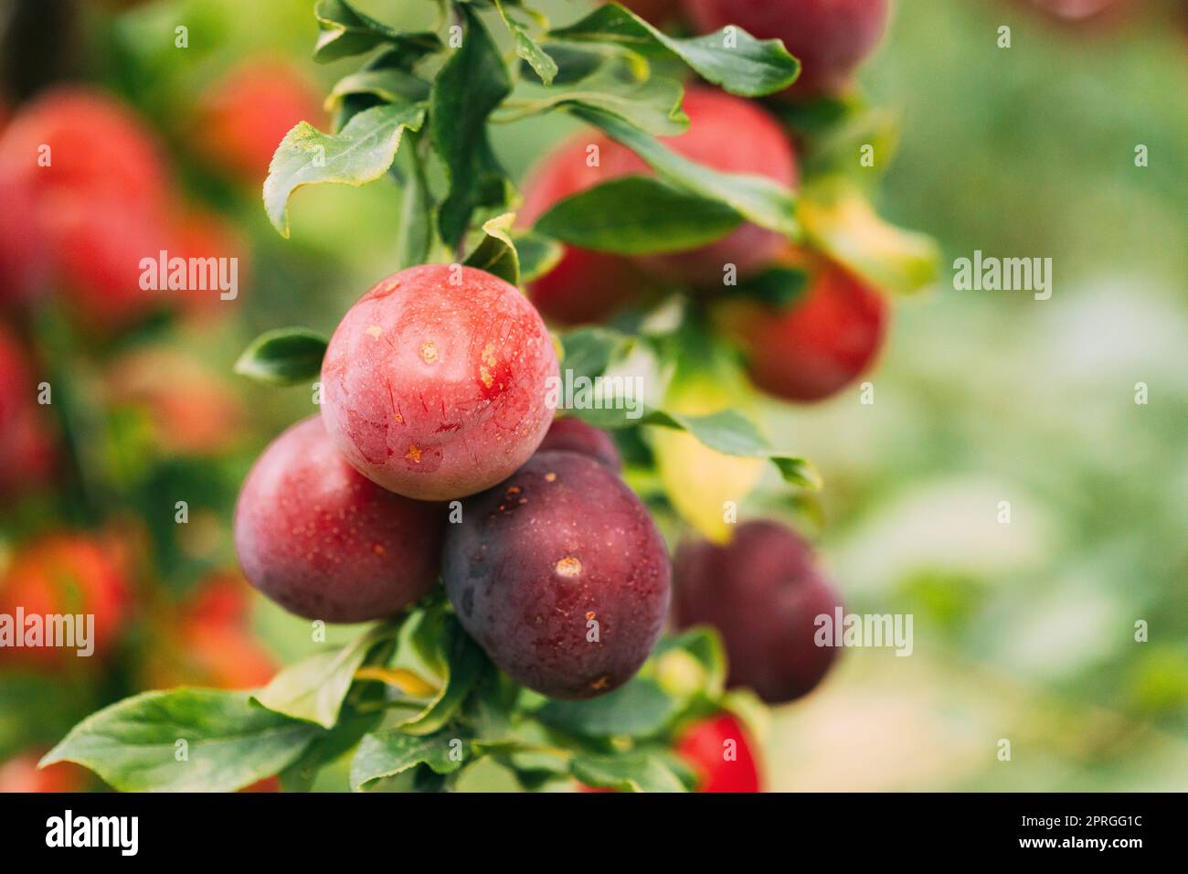 Vegetable trees hi-res stock photography and images - Alamy