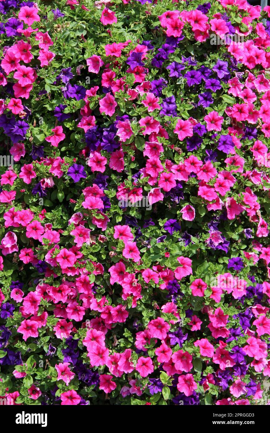 Ipomoea indica indica hi-res stock photography and images - Alamy