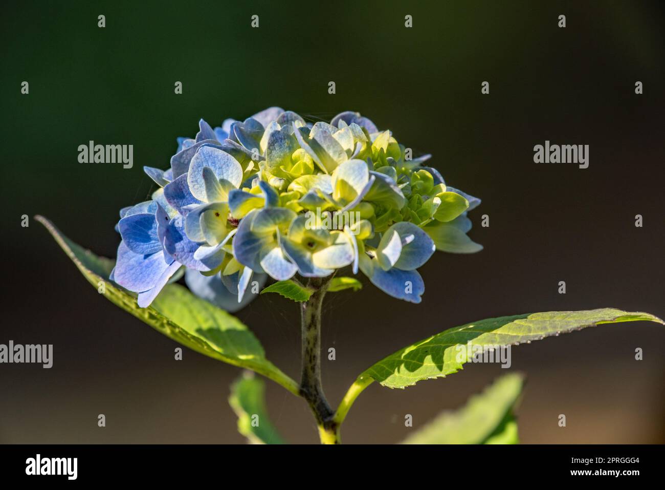 Yellow hydrangea hi-res stock photography and images - Alamy