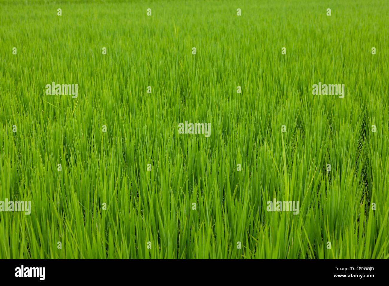 Fresh paddy rice field meadow Stock Photo - Alamy