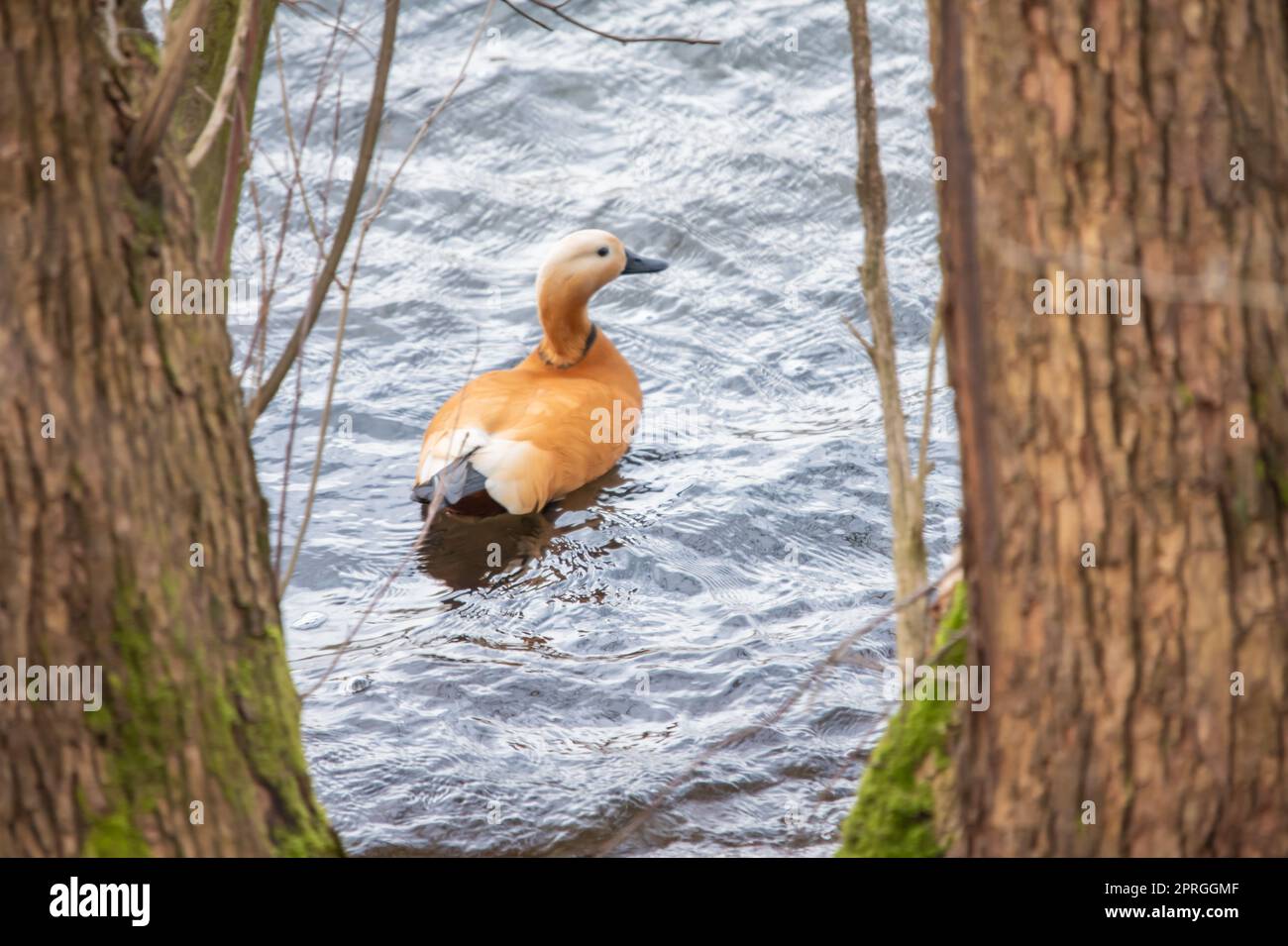 Red neck goose hi-res stock photography and images - Alamy