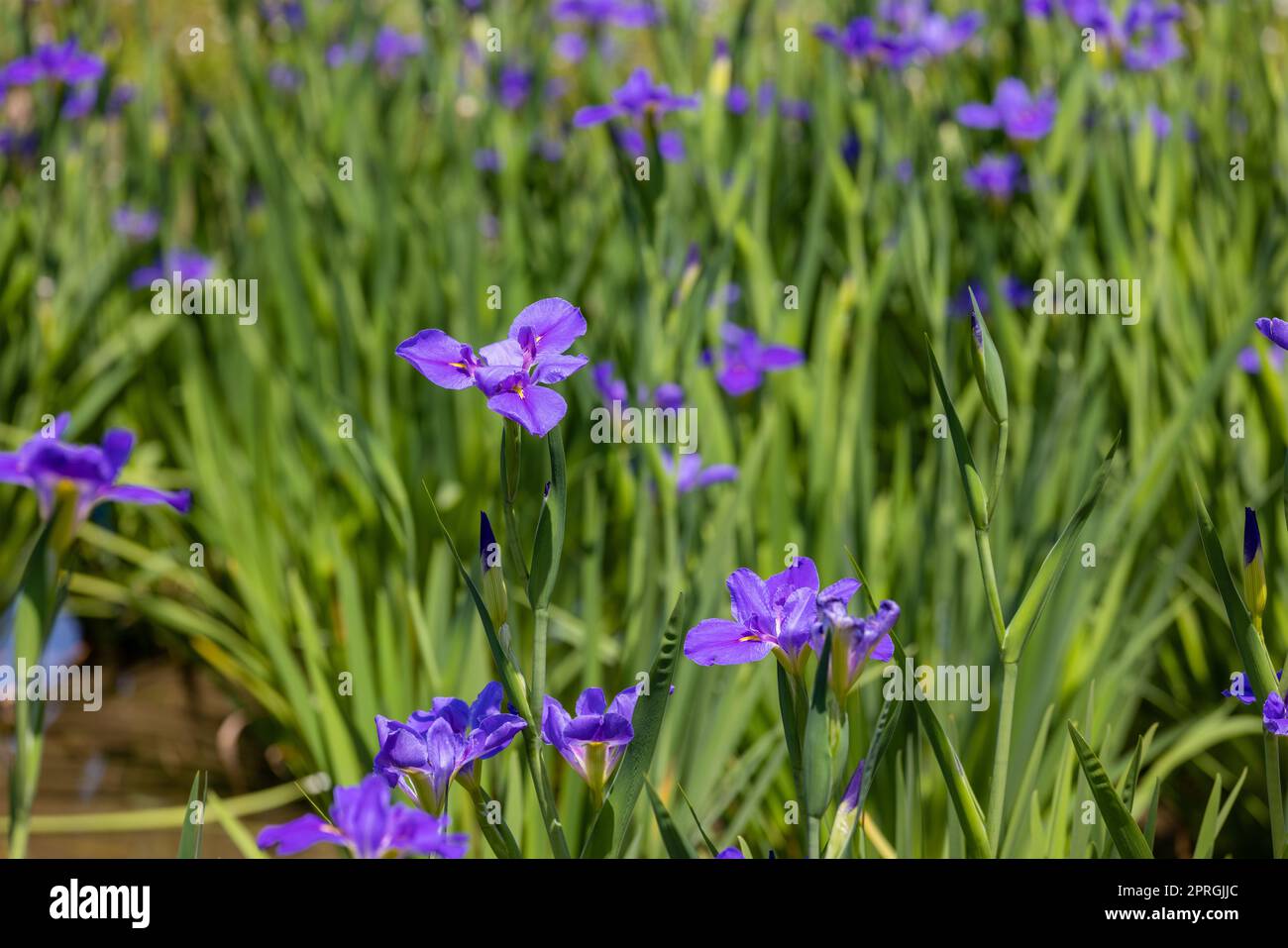 Iris tectorum hi-res stock photography and images - Alamy