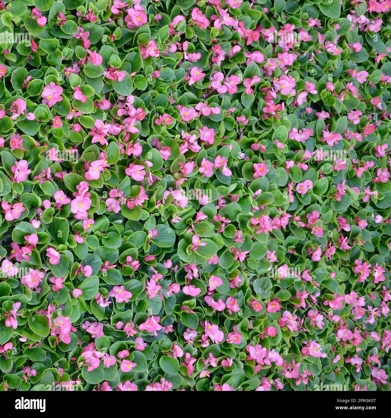 Cover photo of pink begonia flowers. Floral pattern. Flower background ...